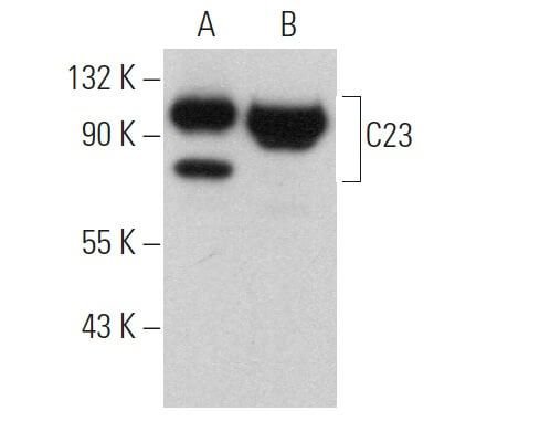 C23 (Nucleolin) Antibody (D-6) | SCBT - Santa Cruz Biotechnology
