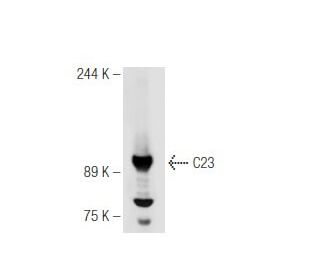 C23 Antibody (H-6) - Western Blotting - Image 99775