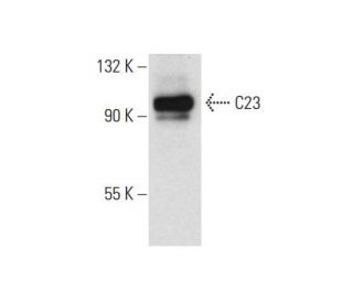 C23 Antibody (H-6) - Western Blotting - Image 300169