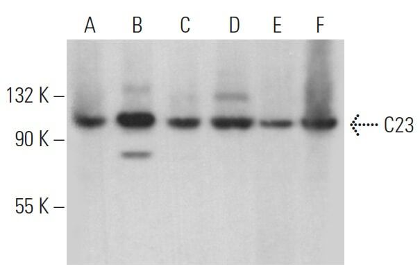 C23 (Nucleolin)抗体 (H-6) | SCBT - Santa Cruz Biotechnology
