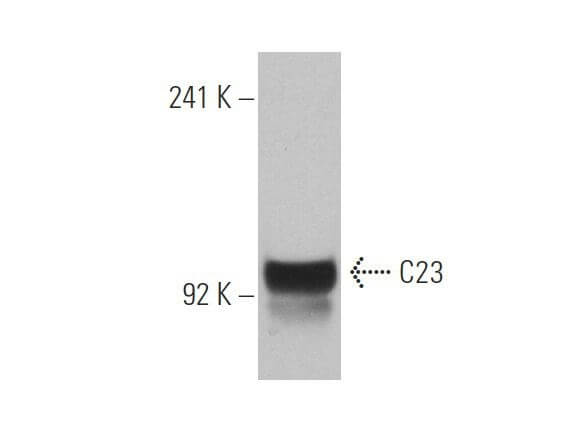 C23 (Nucleolin) Antibody (MS-3) | SCBT - Santa Cruz Biotechnology