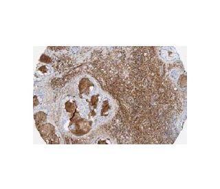 C3 Antibody (B-9) - Immunohistochemistry - Image 13381