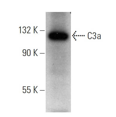 C3a Antibody (D17/1) | SCBT - Santa Cruz Biotechnology