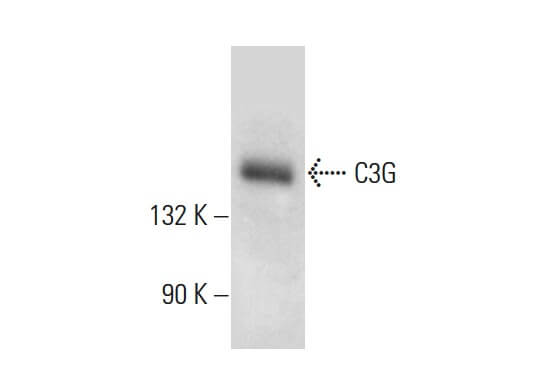 Anti-C3G Antibody (G-4) | SCBT - Santa Cruz Biotechnology