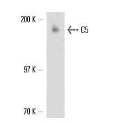 C5 Antibody (561) | SCBT - Santa Cruz Biotechnology