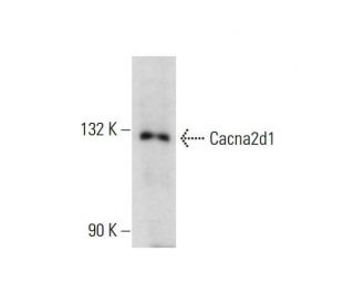 Cacna2d1 Antibody (E-10) | SCBT - Santa Cruz Biotechnology