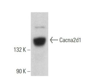 Cacna2d1 Antibody (E-10) | SCBT - Santa Cruz Biotechnology