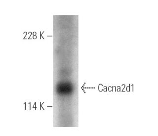 Cacna2d1 Antibody (E-10) | SCBT - Santa Cruz Biotechnology