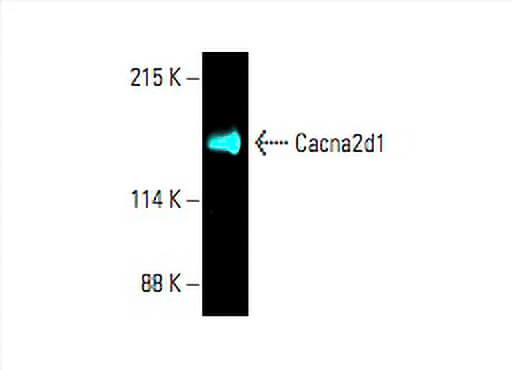 Cacna2d1 Antibody (E-10) | SCBT - Santa Cruz Biotechnology