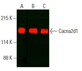 Cacna2d1 Antibody (E-10) | SCBT - Santa Cruz Biotechnology