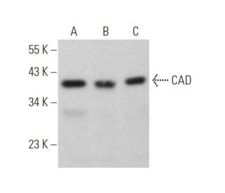Anti-CAD Antibody (F-11) | SCBT - Santa Cruz Biotechnology