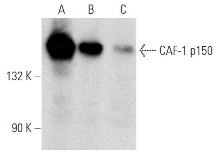 Anti-CAF-1 p150 Antibody (C-3) | SCBT - Santa Cruz Biotechnology