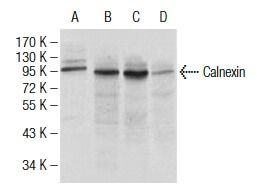 Calnexin抗体 (3H4A7) | SCBT - Santa Cruz Biotechnology