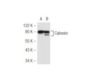 Calnexin Antibody (6D195) - Western Blotting - Image 54555
