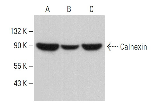 Calnexin Antibody (6D195) | SCBT - Santa Cruz Biotechnology