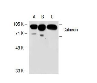 Calnexin Antibody (E-10) - Western Blotting - Image 34890