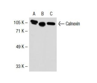 Calnexin Antibody (TO-5) - Western Blotting - Image 34896
