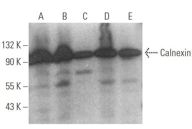 Anti-Calnexin Antibody (TO-5) | SCBT - Santa Cruz Biotechnology