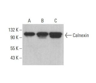 Calnexin Antibody (TO-5) | SCBT - Santa Cruz Biotechnology