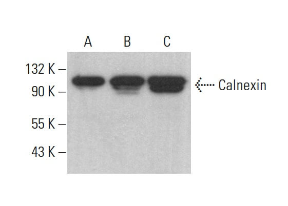 Anti-Calnexin Antibody (TO-5) | SCBT - Santa Cruz Biotechnology