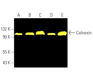 Calnexin Antibody (TO-5) - Western Blotting - Image 398286