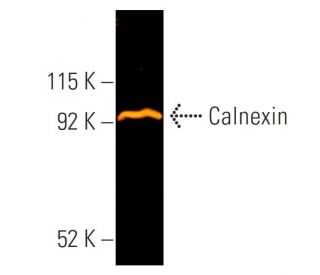 Calnexin Antibody (TO-5) - Western Blotting - Image 398289