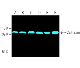 Calnexin Antibody (TO-5) - Western Blotting - Image 398292