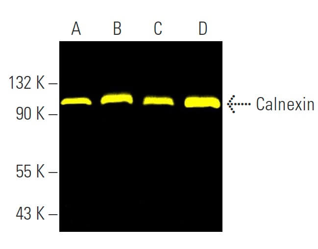 Anti-Calnexin Antibody (TO-5) | SCBT - Santa Cruz Biotechnology