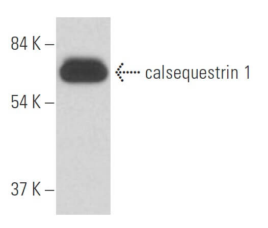 calsequestrin 1 Antibody (4i392) | SCBT - Santa Cruz Biotechnology