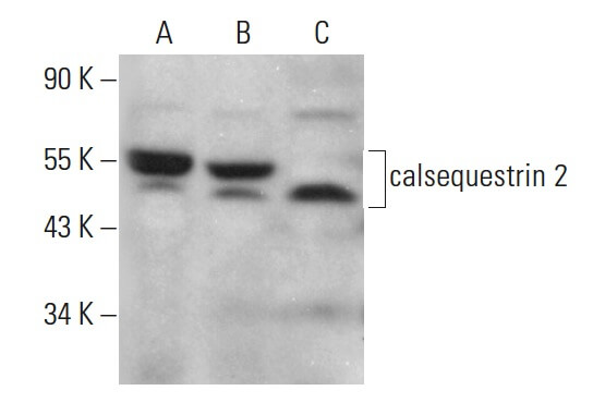 Anti-calsequestrin 2 Antibody (E-12) | SCBT - Santa Cruz Biotechnology