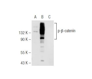 Calyculin A | CAS 101932-71-2 | SCBT - Santa Cruz Biotechnology