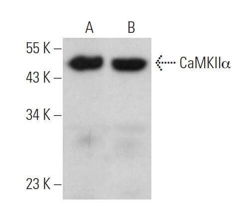 CAMK2A/CaMKII alpha抗体 (A-1) | SCBT - Santa Cruz Biotechnology