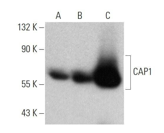 CAP1 Antibody (E-4) | SCBT - Santa Cruz Biotechnology