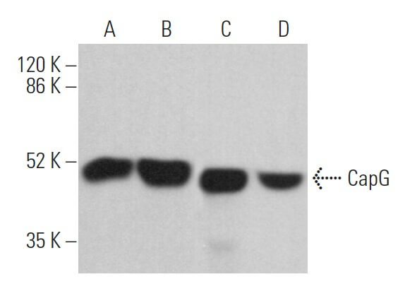 Anti-CapG Antibody (H-9) | SCBT - Santa Cruz Biotechnology