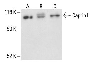 Caprin1 Antibody (G-10) | SCBT - Santa Cruz Biotechnology