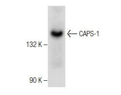 CAPS-1 Antibody (G-12) | SCBT - Santa Cruz Biotechnology