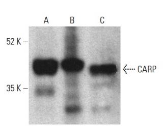 CARP Antibody (G-2) - Western Blotting - Image 401209