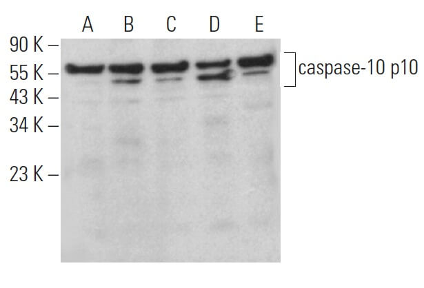 caspase-10 p10 Antibody (E-11) | SCBT - Santa Cruz Biotechnology