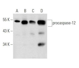caspase-12 Antibody (1611) - Western Blotting - Image 149054