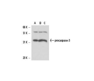 Anti-caspase-3 Antibody (3CSP03) | SCBT - Santa Cruz Biotechnology