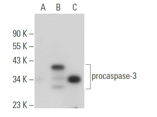 Anti-caspase-3 Antibody (3CSP03) | SCBT - Santa Cruz Biotechnology