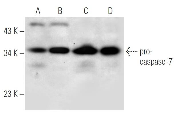 caspase-7 p20 Antibody (C-12) | SCBT - Santa Cruz Biotechnology
