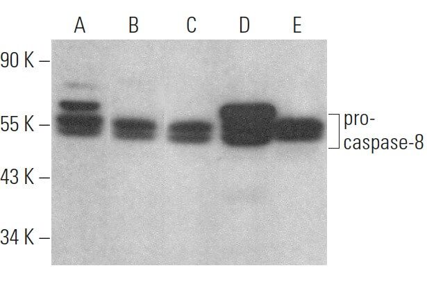 caspase-8 Antibody (8CSP01) | SCBT - Santa Cruz Biotechnology