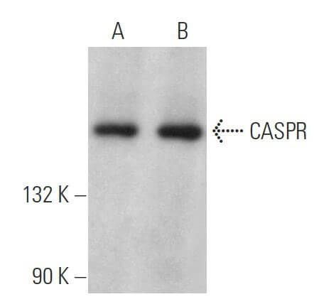CASPR Antibody (A-3) | SCBT - Santa Cruz Biotechnology