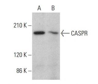 CASPR Antibody (A-3) - Western Blotting - Image 382191