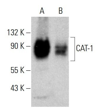 CAT-1抗体 (F-2) | SCBT - Santa Cruz Biotechnology