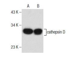 cathepsin D抗体 (C-5) | SCBT - Santa Cruz Biotechnology