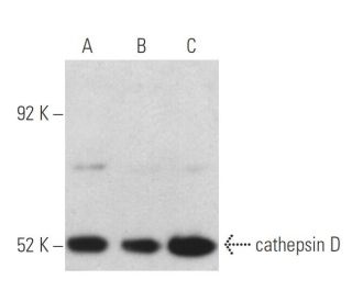 cathepsin D Antibody (D-7) - Western Blotting - Image 399043