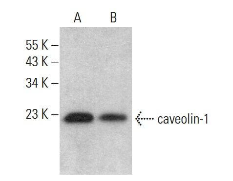 caveolin-1 Antibody (N-20) | SCBT - Santa Cruz Biotechnology