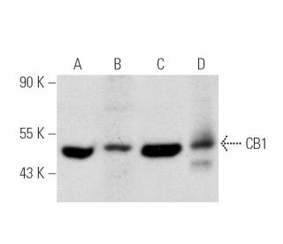CB1 Antibody (C-11) - Western Blotting - Image 388982